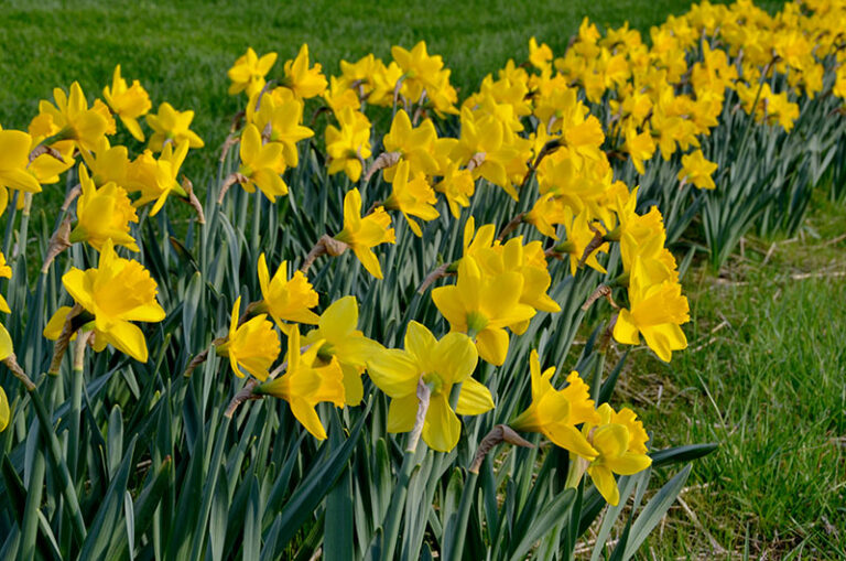 Photographing Daffodils and Flowers - Daffodil Festival Nantucket