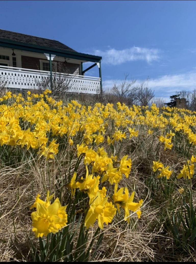 Virtual Daffodil Flower Show - Daffodil Festival Nantucket